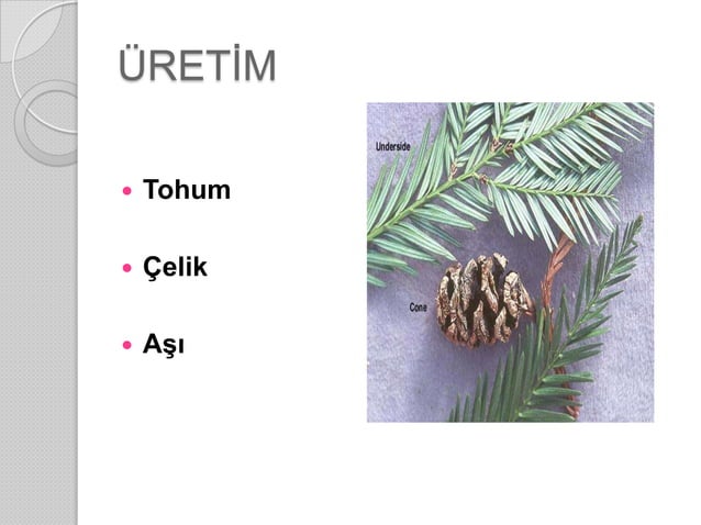 Sequaia sempervirens & Sequoiadendron giganteum | PPT
