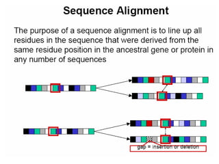 Sequece alignment using ms word | PPT