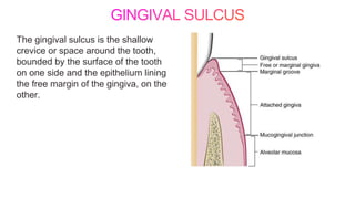 Sequelae of periodontal diseases | PPT