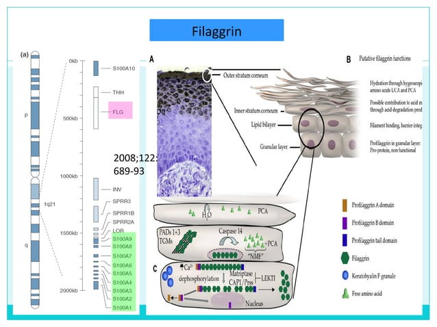 Sequence Alignment In Bioinformatics | PPT | Skin and Dermatology ...
