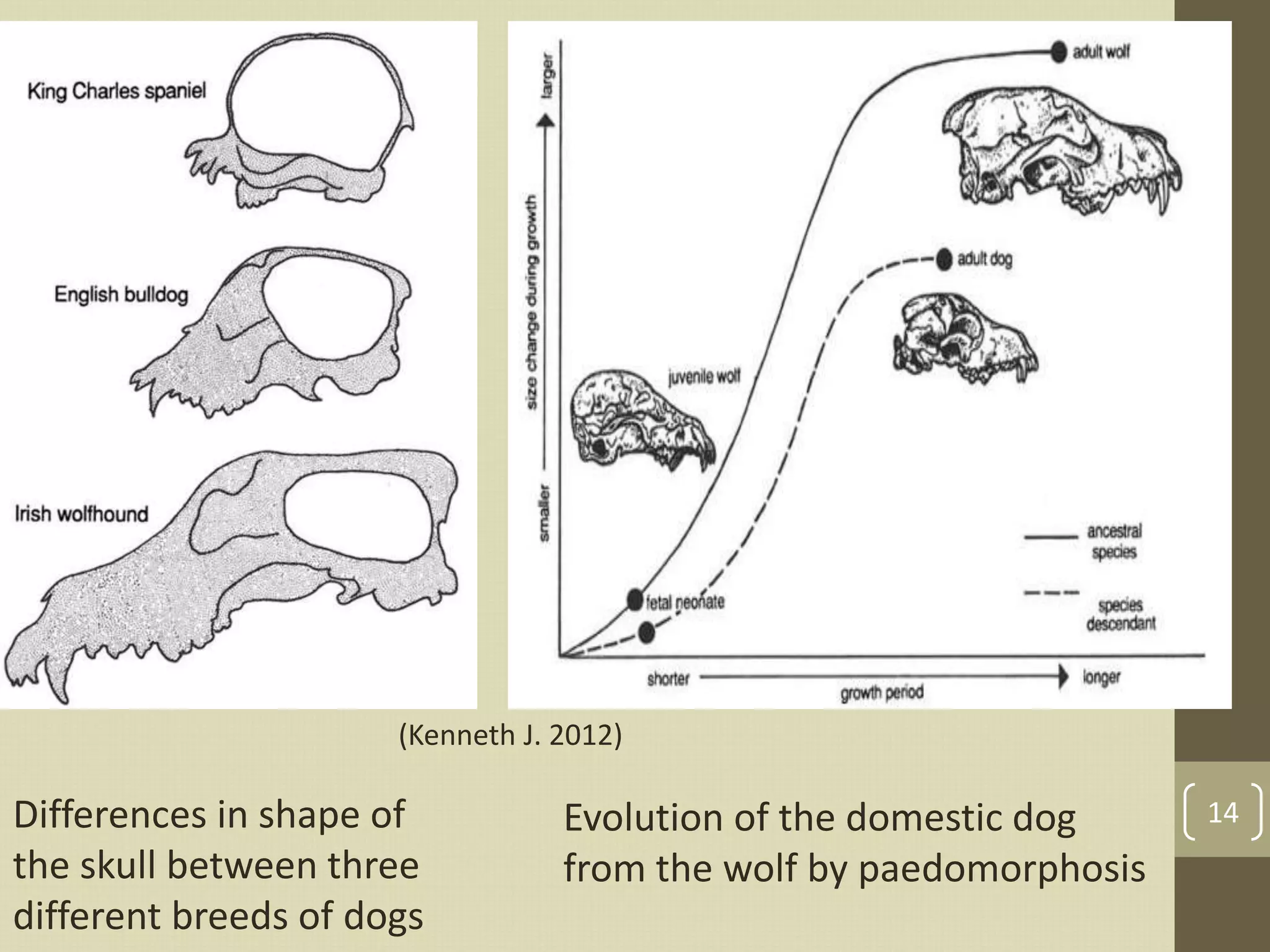 Heterochrony: Evolution vs Development | PPTX