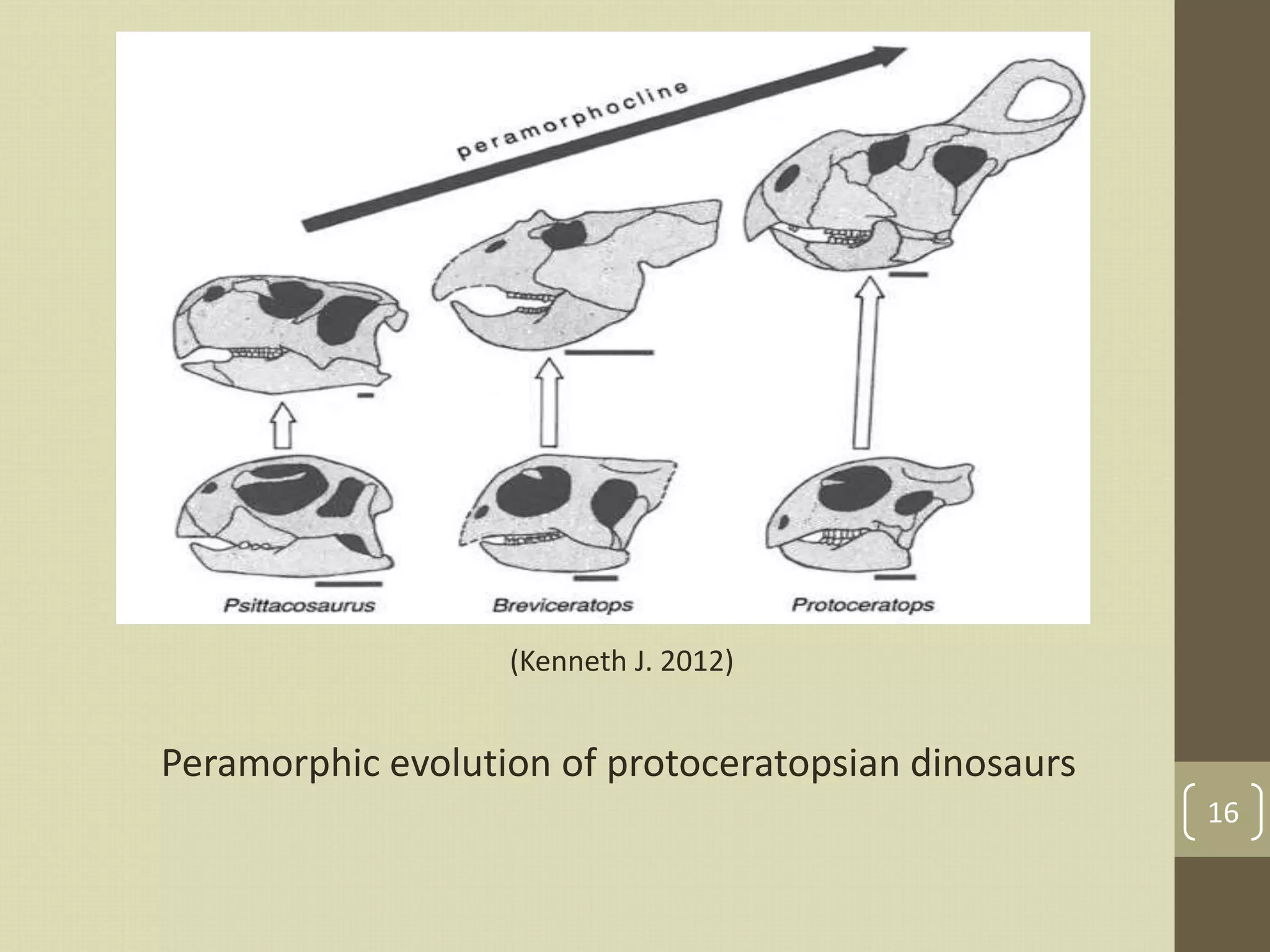 Heterochrony: Evolution vs Development | PPTX