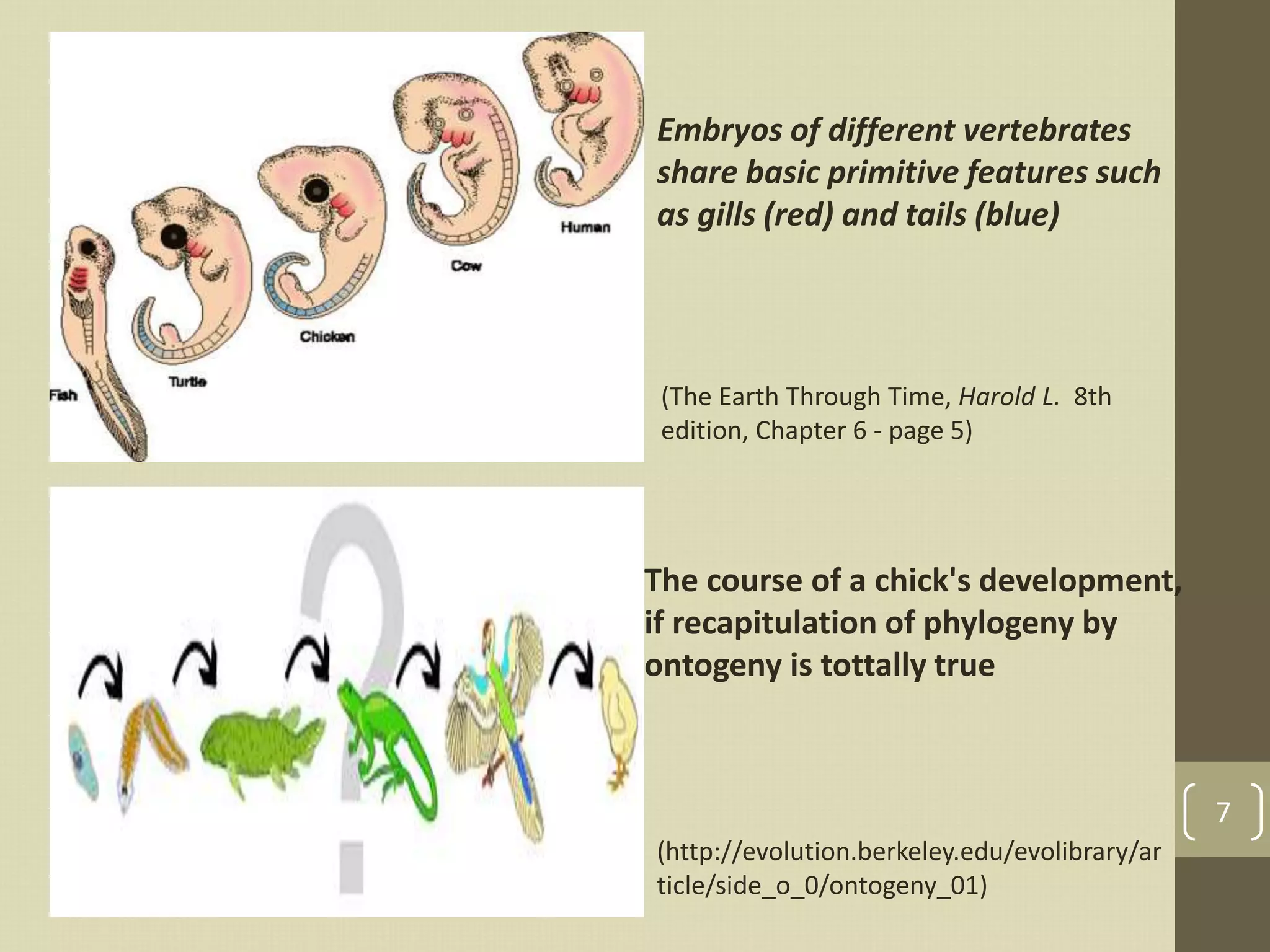 Heterochrony: Evolution vs Development | PPTX