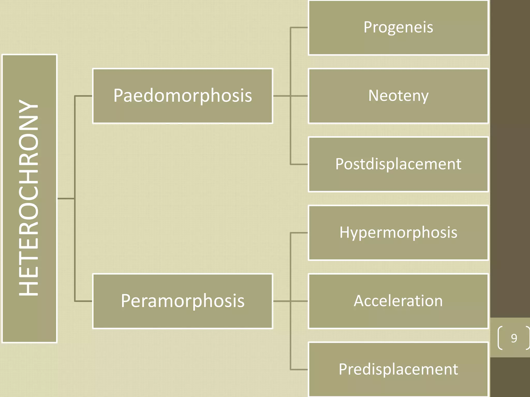 Heterochrony: Evolution vs Development | PPTX