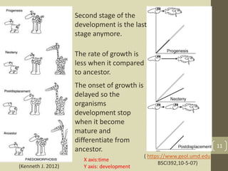 Heterochrony: Evolution vs Development | PPTX