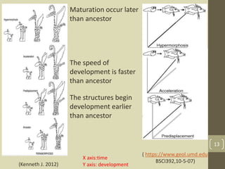 Heterochrony: Evolution vs Development | PPTX