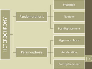 Heterochrony: Evolution vs Development | PPTX