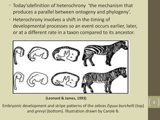 Heterochrony: Evolution vs Development | PPT