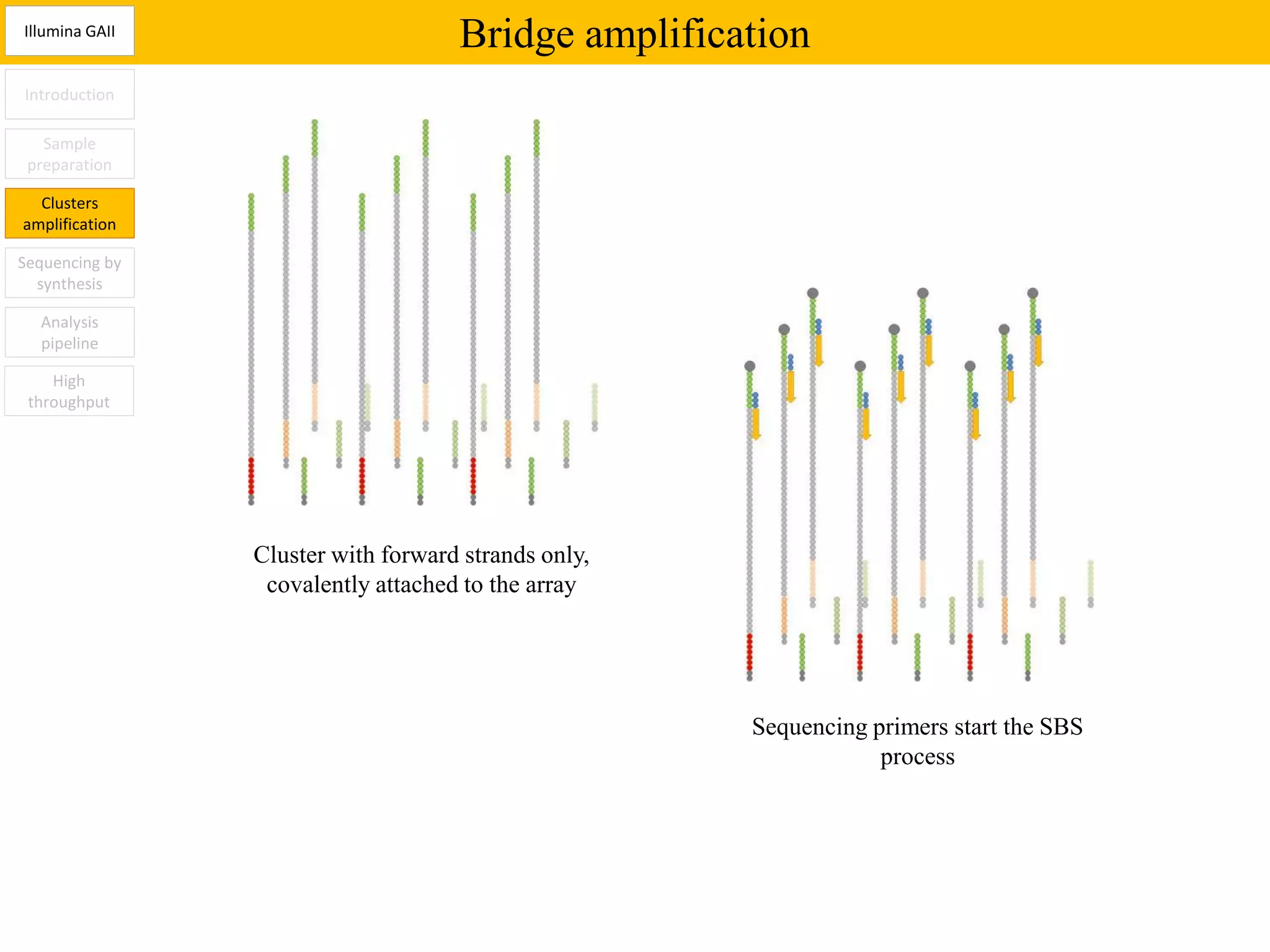 High throughput sequencing | PDF