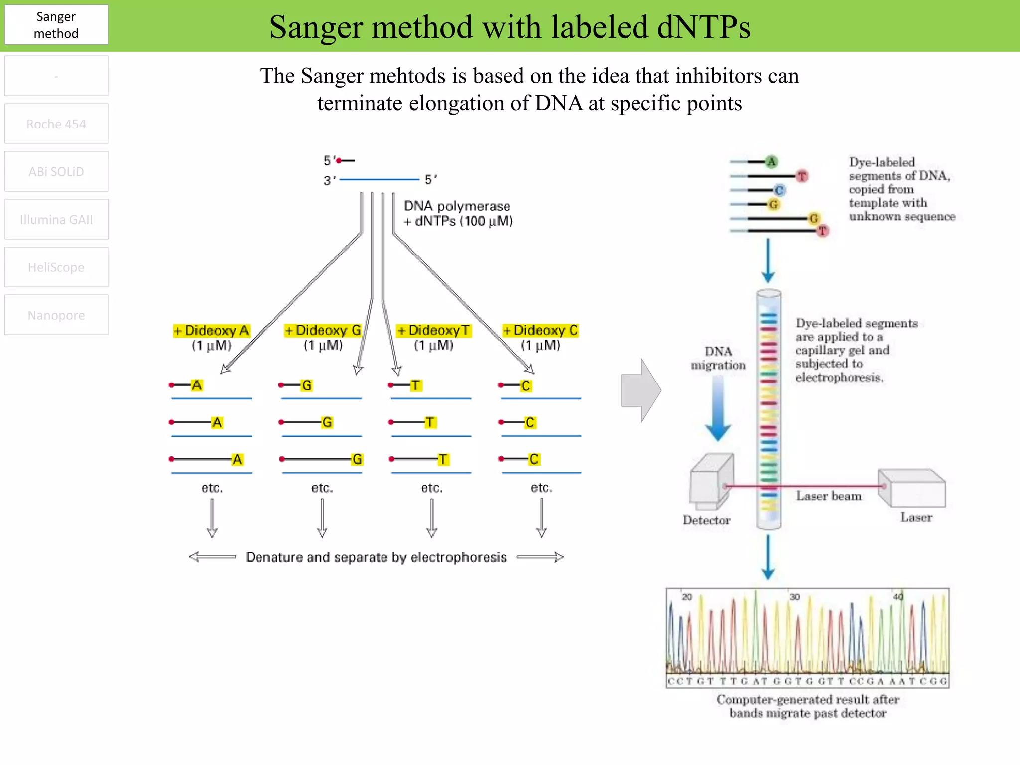 High throughput sequencing | PDF