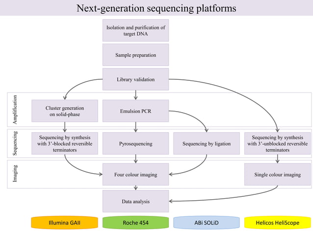 High throughput sequencing | PDF | Biotech and Biomedical Industry | Industries