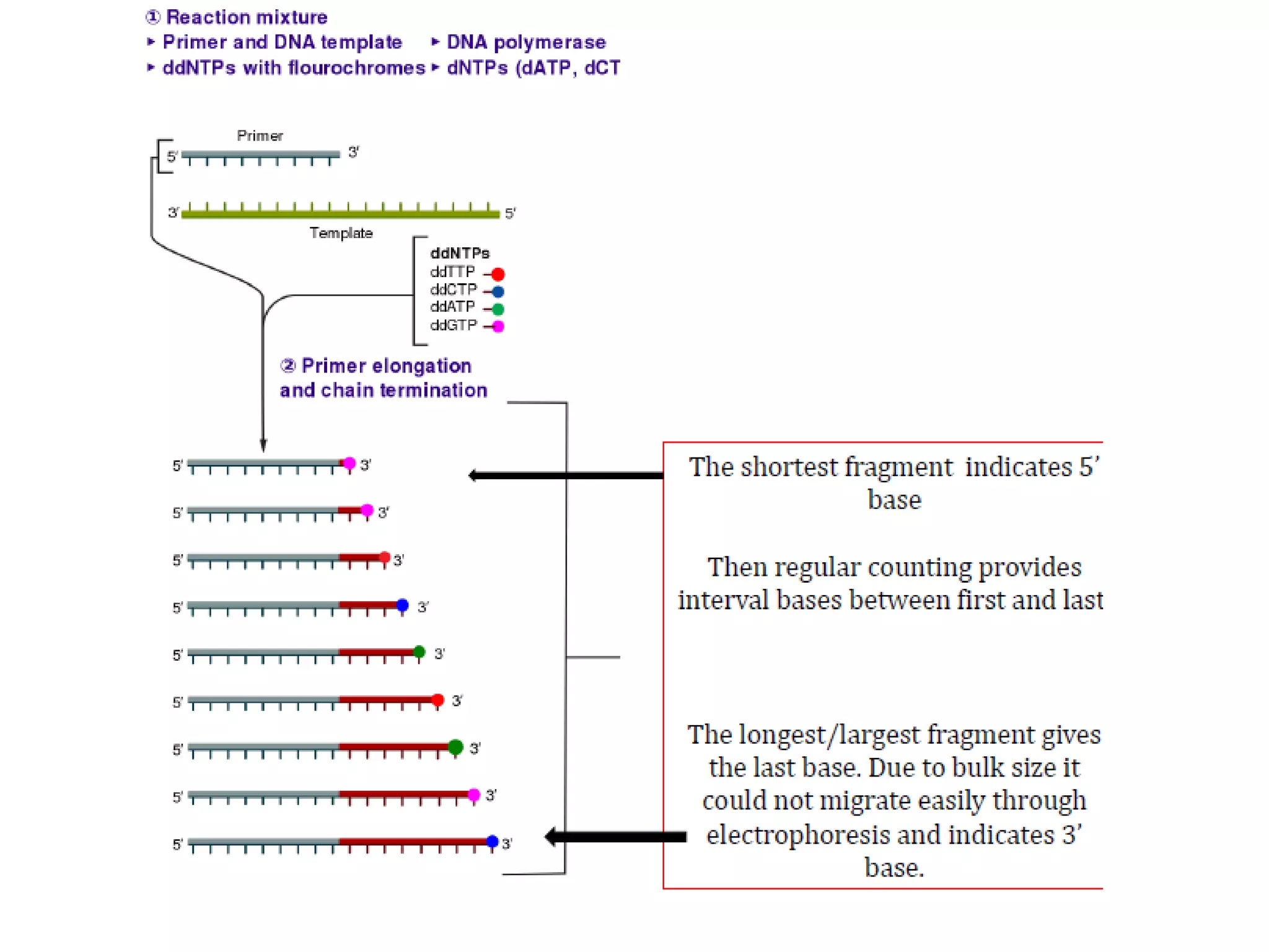 Sequencing | PDF | Chemistry | Science