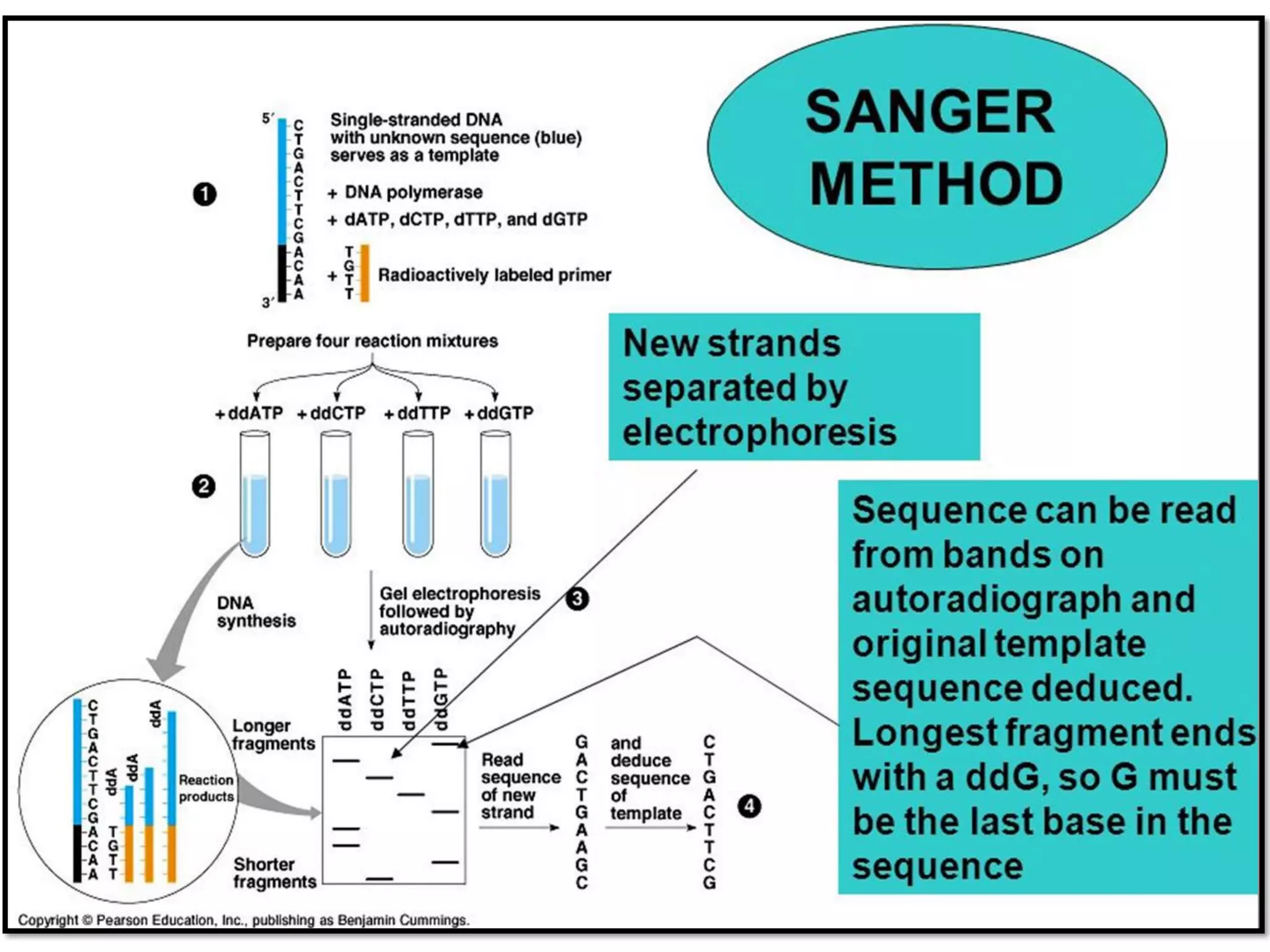 Sequencing | PDF | Chemistry | Science