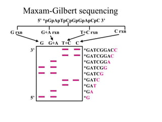 sequencing.pptx | Genetics | Science