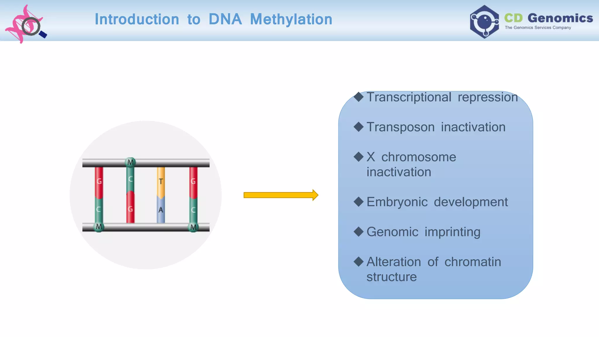 Sequencing Based Approaches For Profiling Dna Methylation Ppt