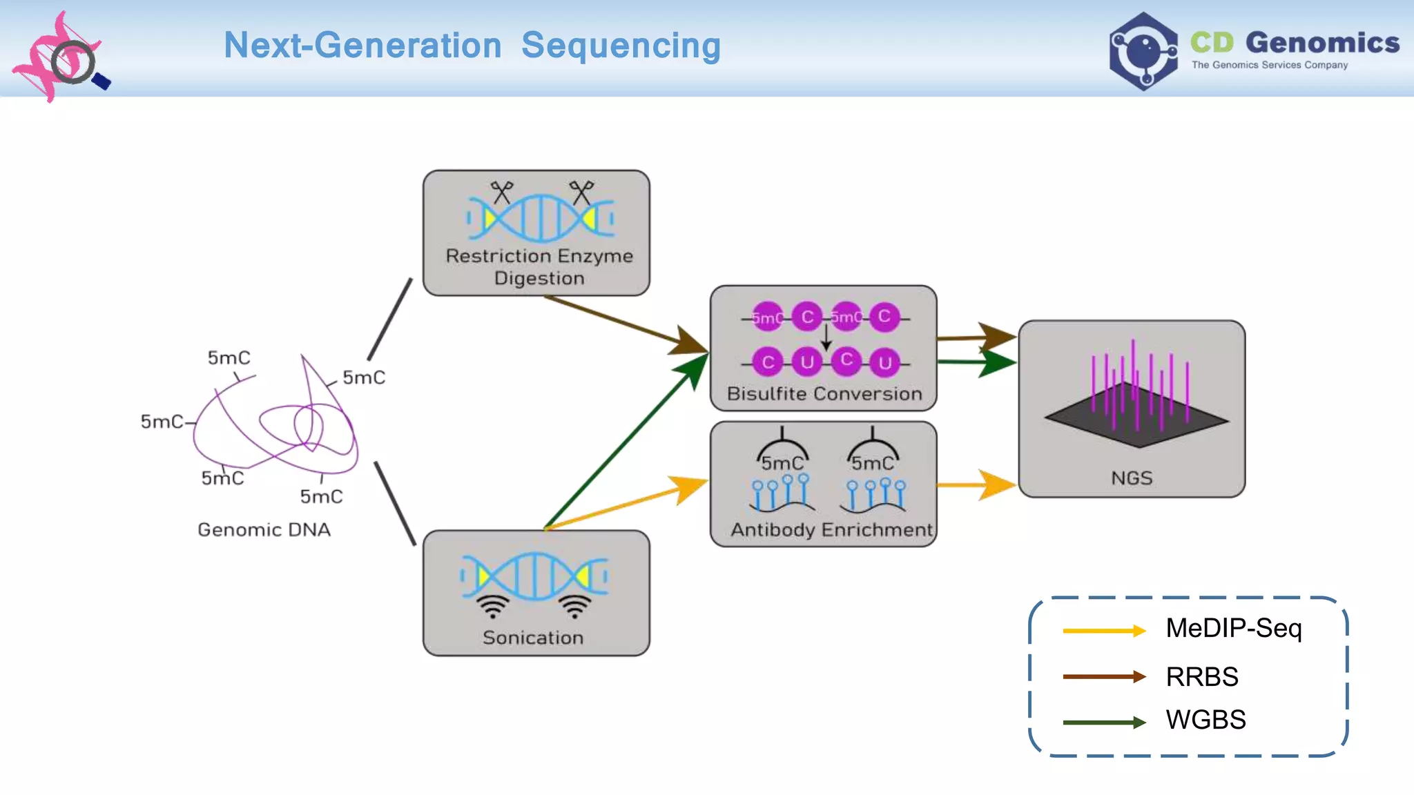 Sequencing Based Approaches For Profiling Dna Methylation Ppt