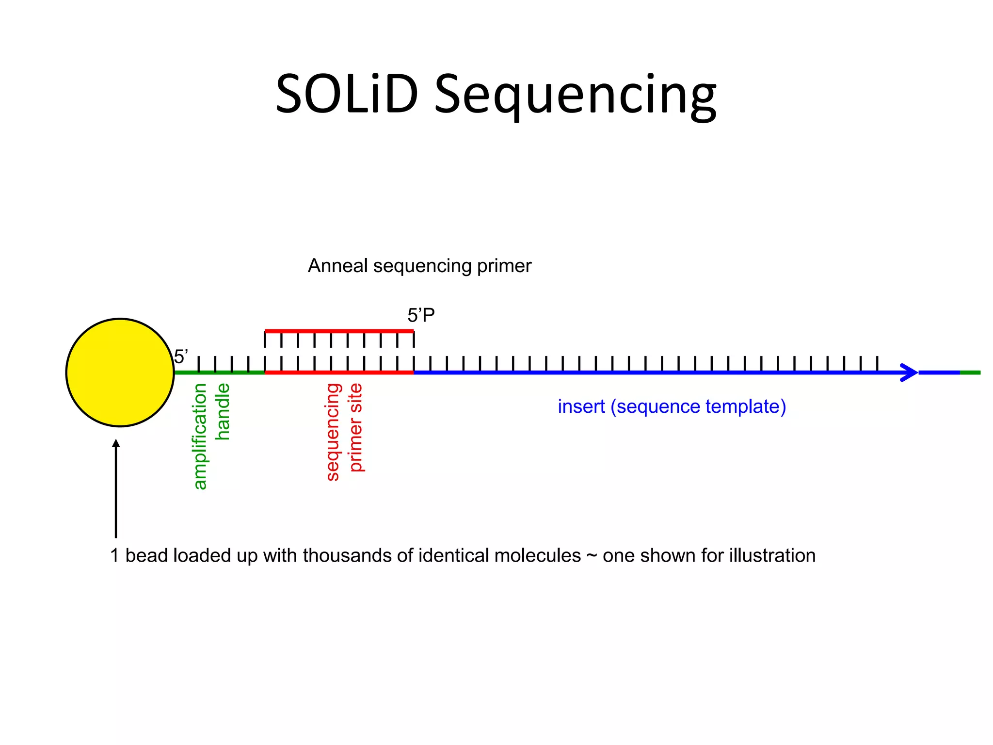 Ion torrent and SOLiD Sequencing Techniques | PPTX
