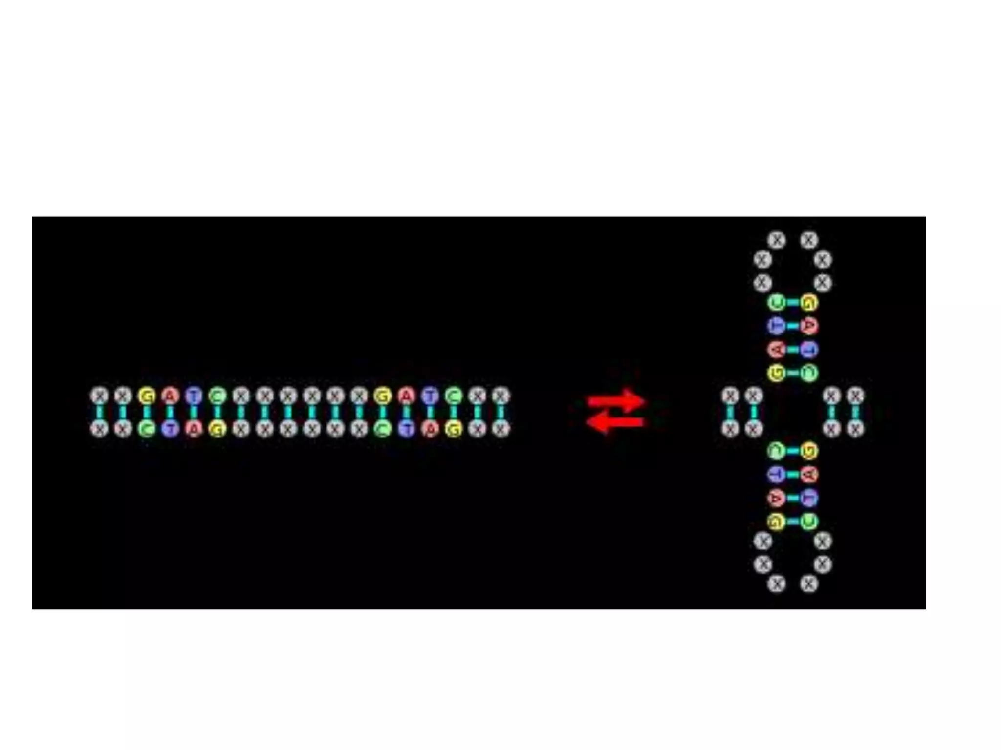 Ion torrent and SOLiD Sequencing Techniques | PPTX