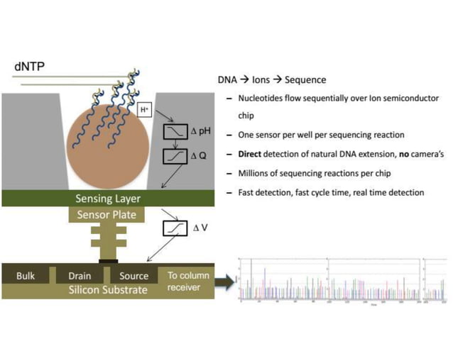 Ion torrent and SOLiD Sequencing Techniques | PPTX | Chemistry | Science
