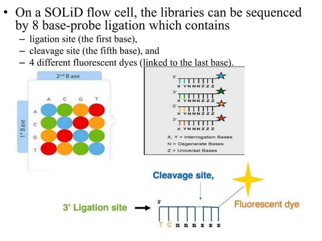 Ion torrent and SOLiD Sequencing Techniques | PPTX | Chemistry | Science