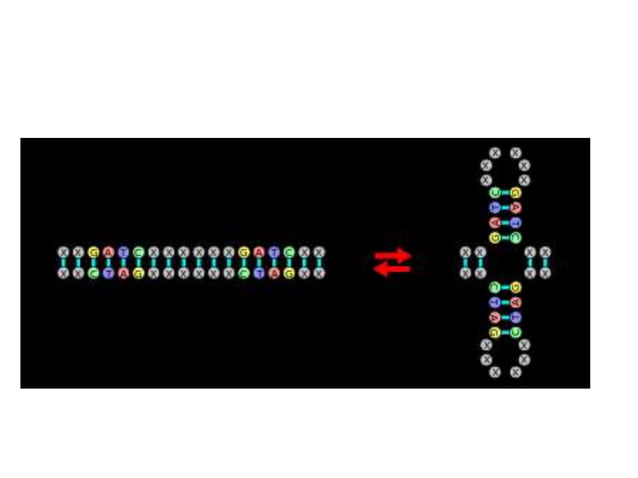 Ion torrent and SOLiD Sequencing Techniques | PPTX | Chemistry | Science
