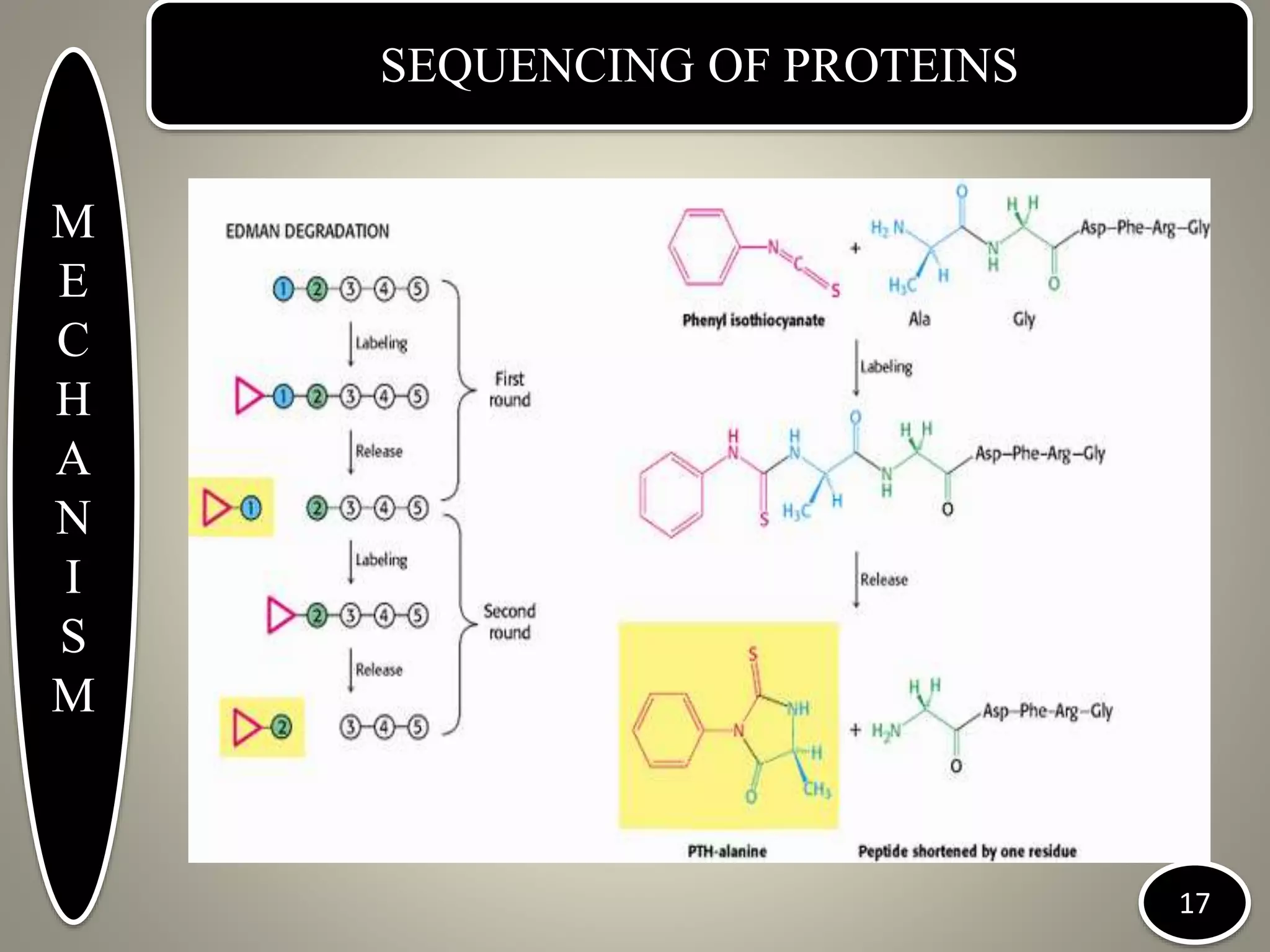 sequencingofprotein-151207051238-lva1-app6891.pdf
