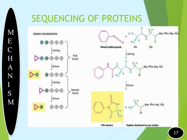 Sequencing of protein ppts | PPT