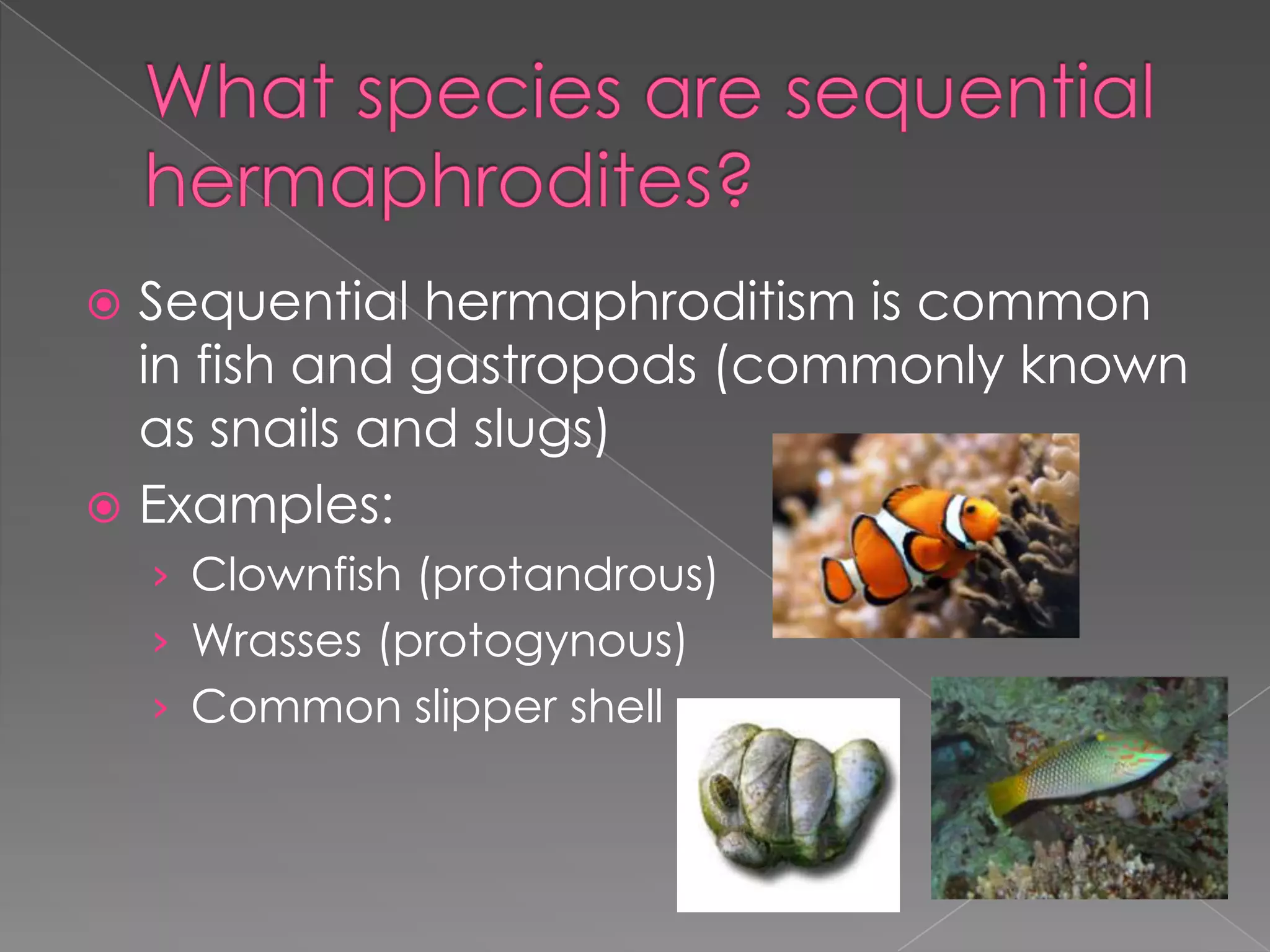 Sequential Hermaphrodites | PPTX