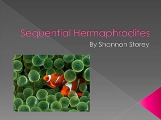 Sequential Hermaphrodites | PPTX