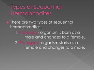 Sequential Hermaphrodites | PPTX