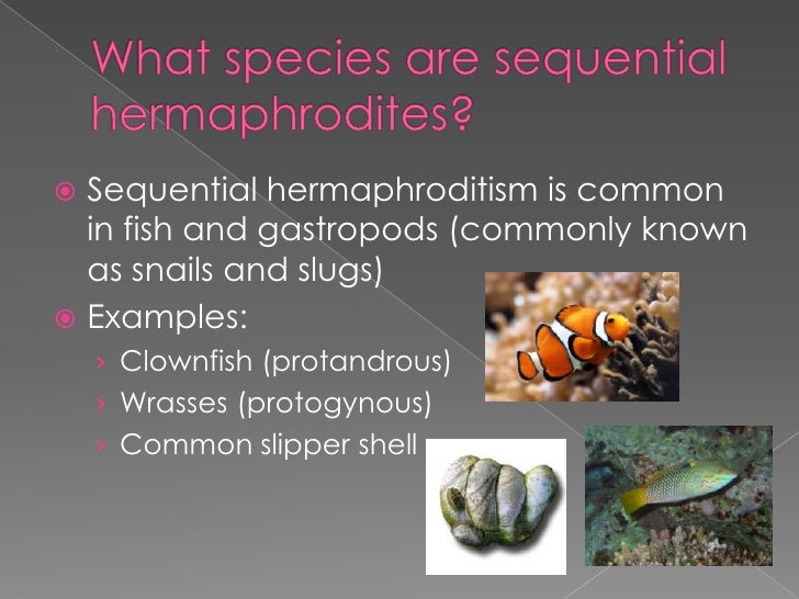 Sequential Hermaphrodites