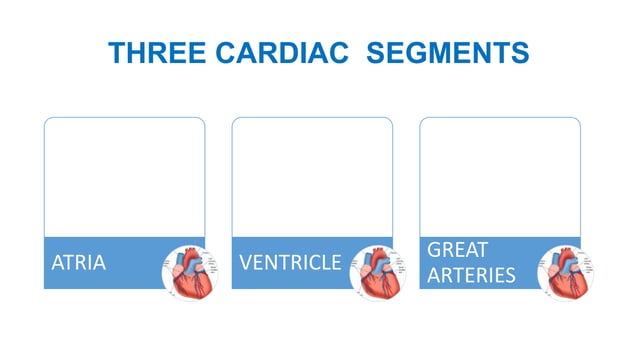 Sequential segmental analysis | PPTX | Heart and Cardiovascular ...