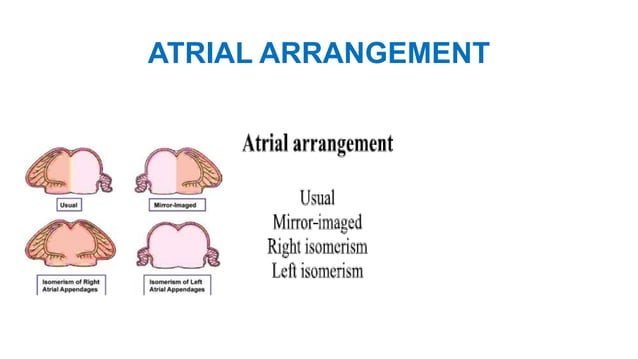 Sequential segmental analysis | PPTX | Heart and Cardiovascular ...