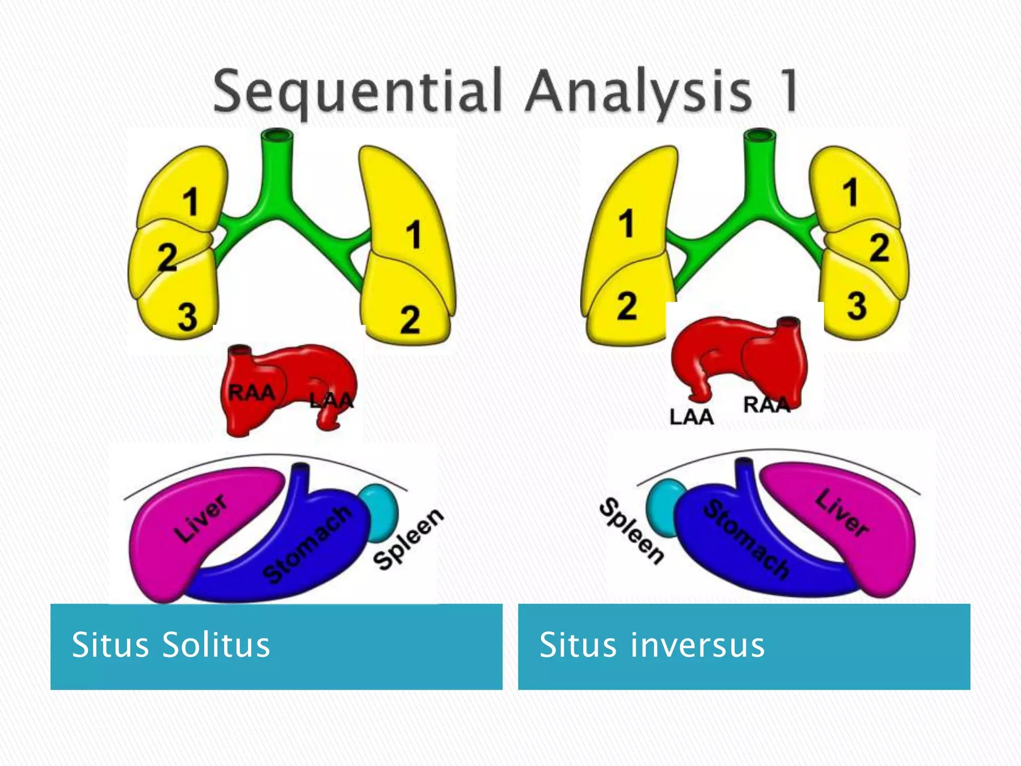 Sequential segmental analysis elkhatib | PPTX