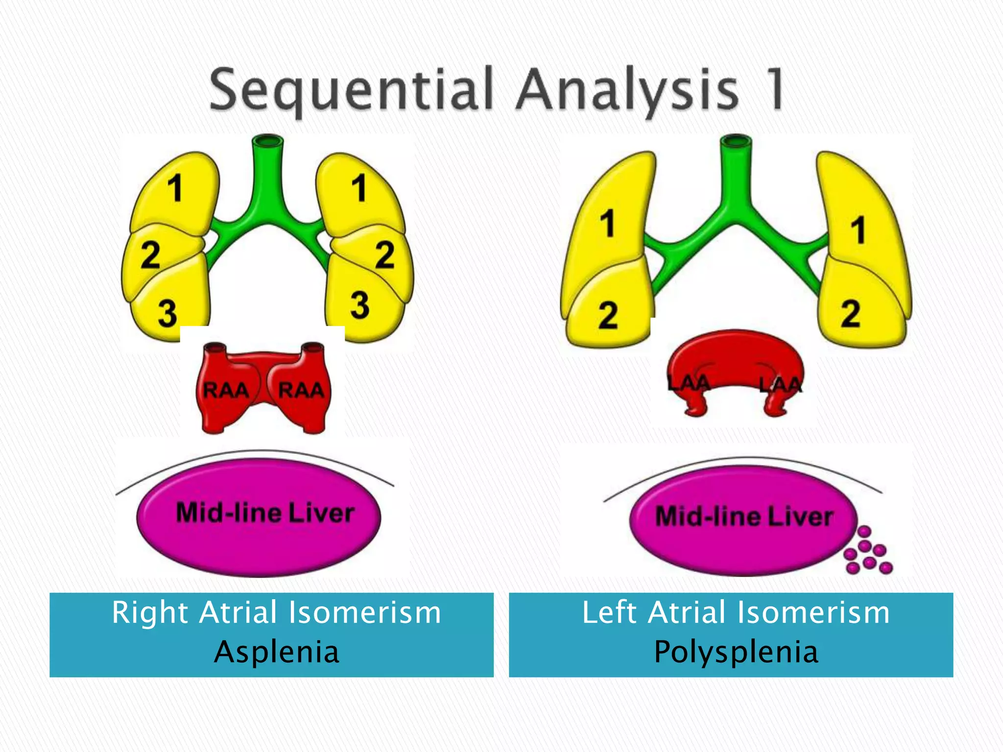 Sequential segmental analysis elkhatib | PPTX