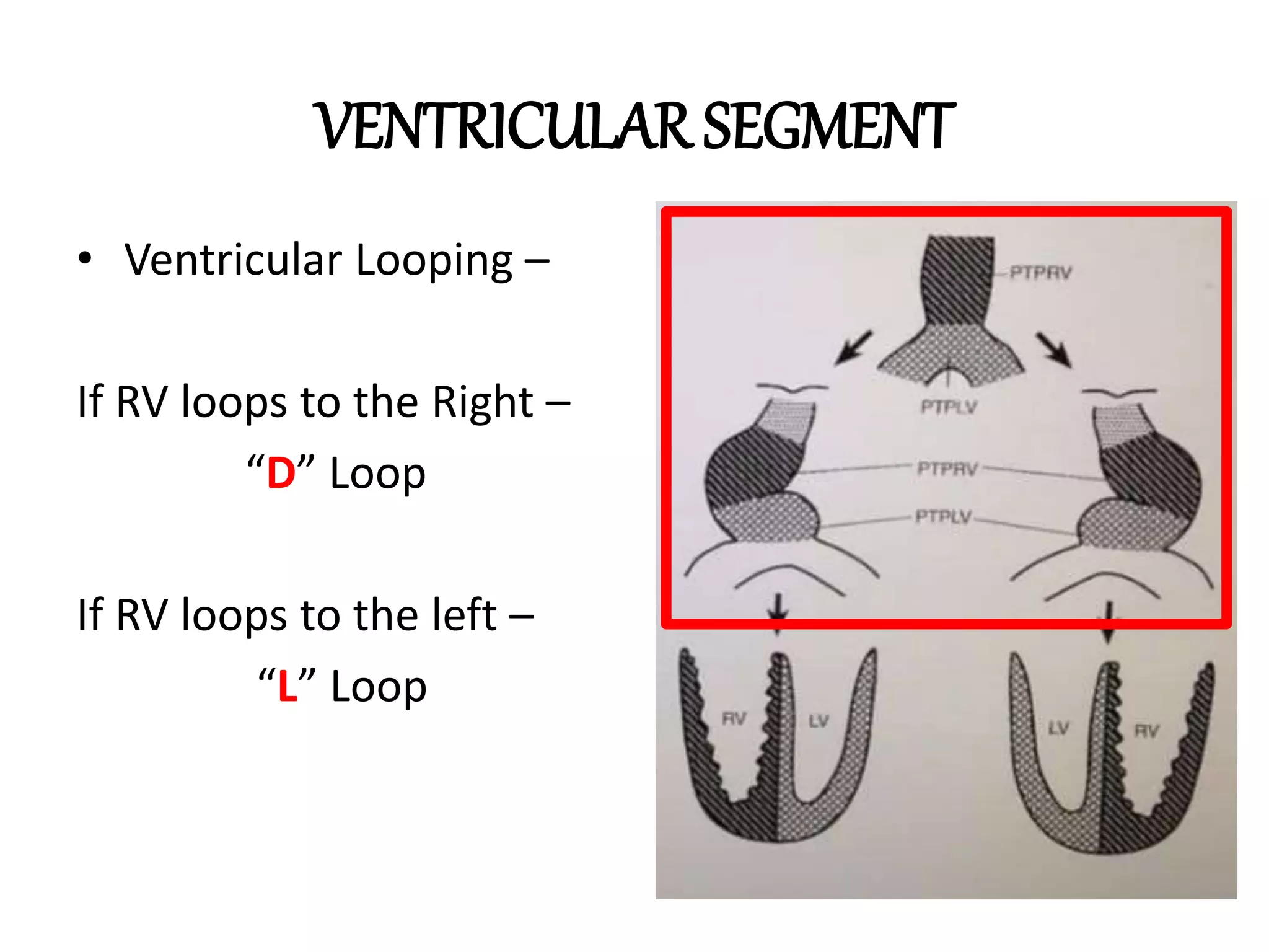 Sequential segmental analysis of heart | PPTX