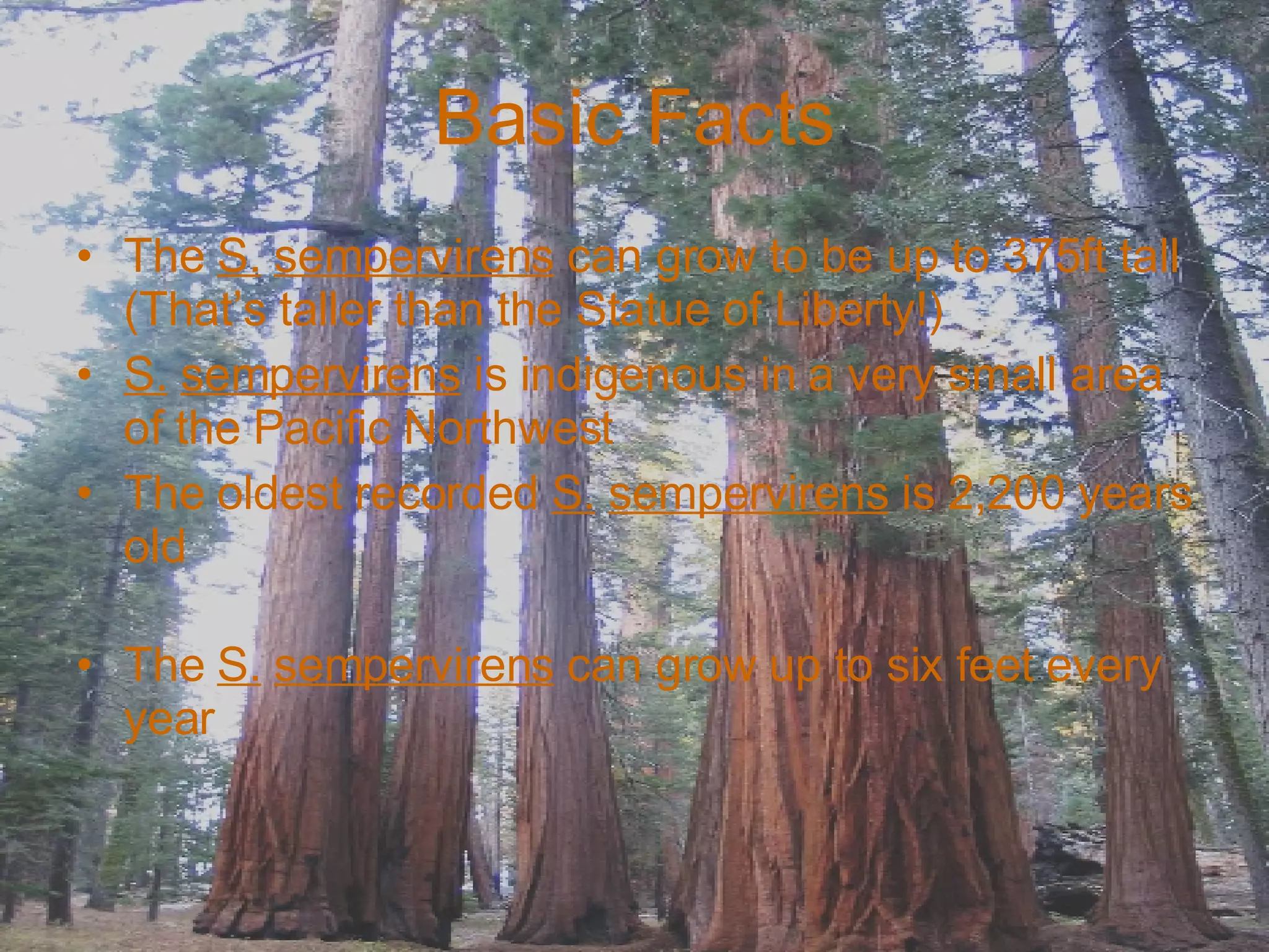 Sequoia Sempervirens | PPT