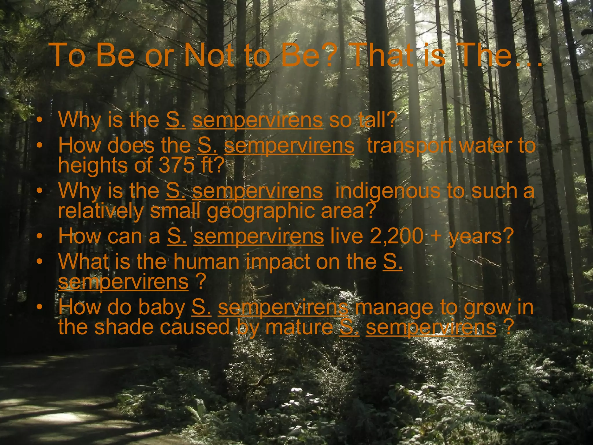 Sequoia Sempervirens | PPT