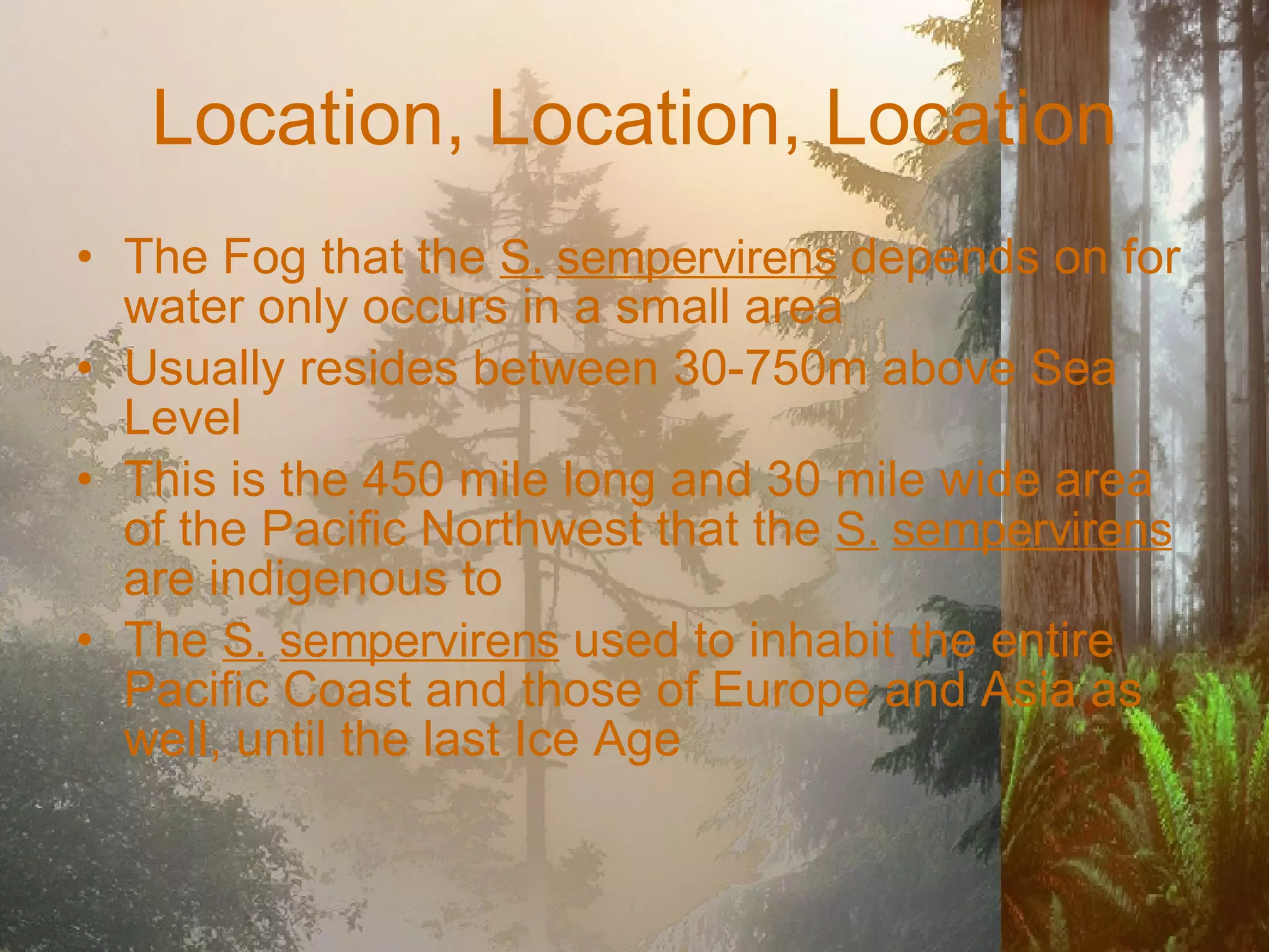Sequoia Sempervirens | PPT