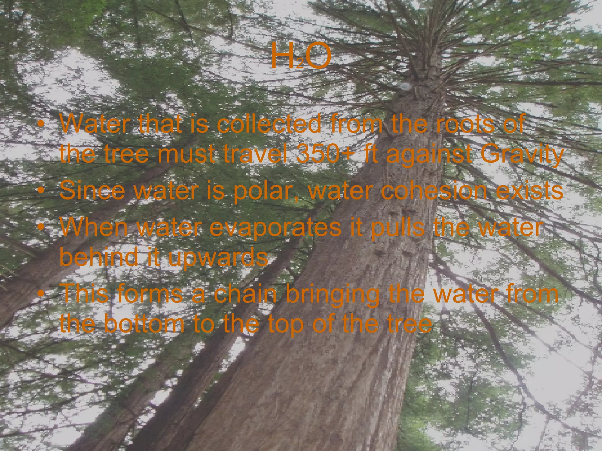 Sequoia Sempervirens | PPT