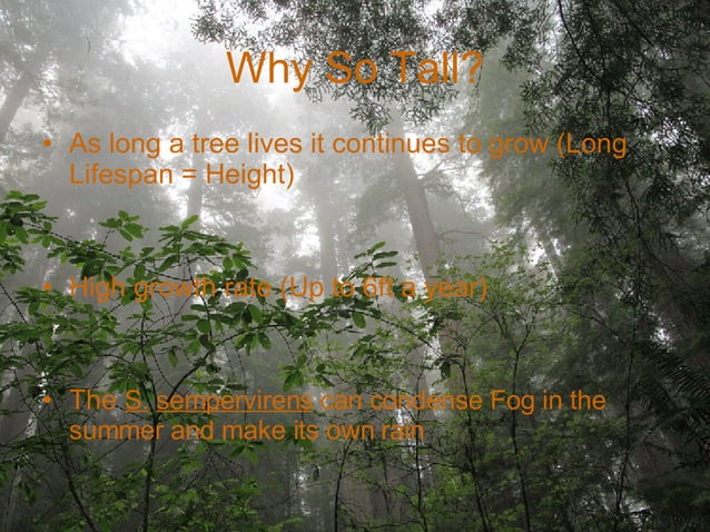 Sequoia Sempervirens | PPT