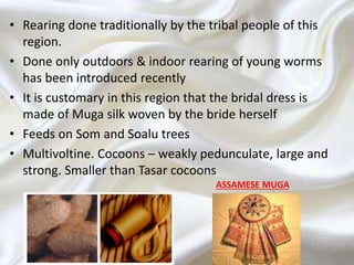 Silk producing insects | PPTX