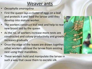 Silk producing insects | PPTX