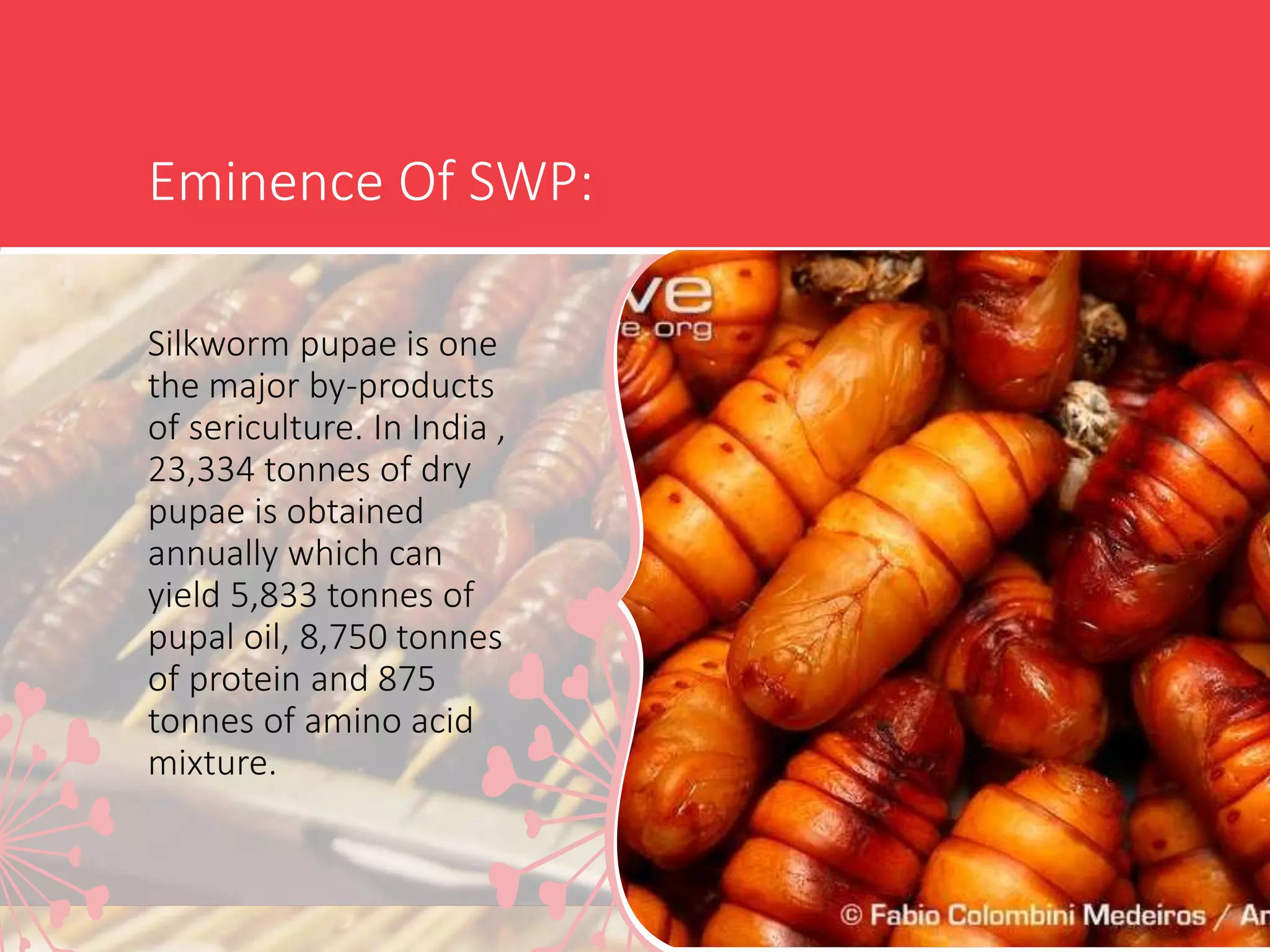 Nutrient and Dietary Uses of Silkworm Pupae | PPTX