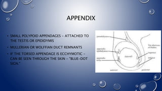 Ser 2016 acute scrotum 1 dr.amitha | PPT