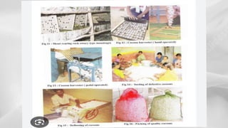 SER308 COCOON PRODUCTION TECHNOLOGY(0+2).pptx