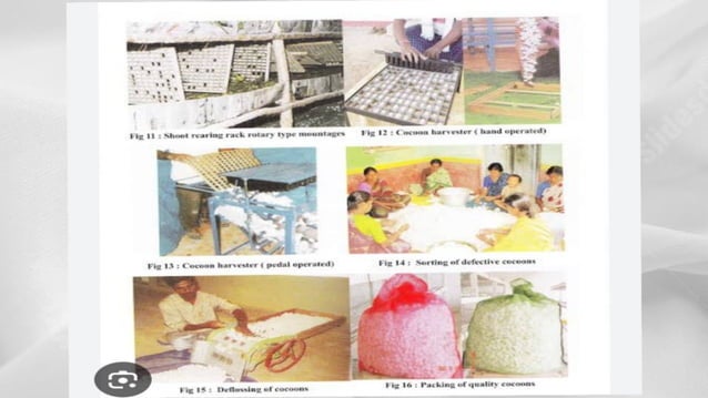 SER308 COCOON PRODUCTION TECHNOLOGY(0+2).pptx