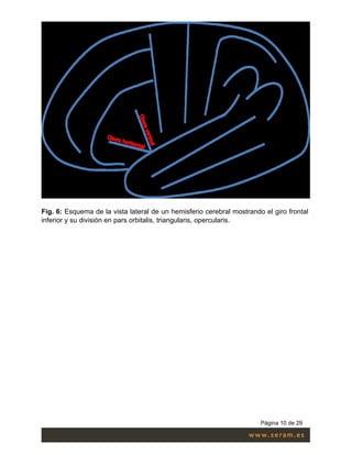 Surcos y giros cerebro | PDF