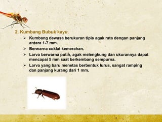 Serangga penggerek kayu | PPTX