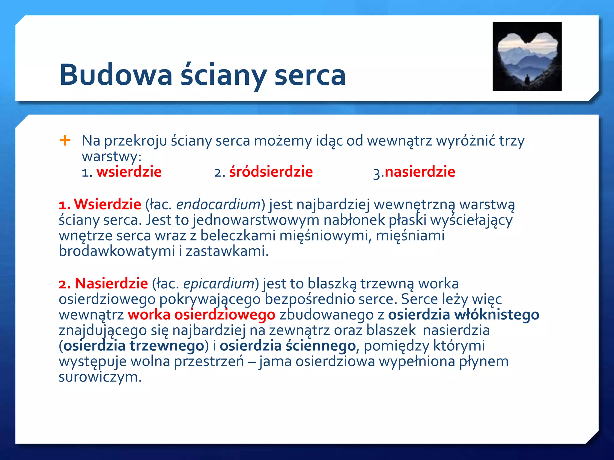 Serce budowa | PPTX